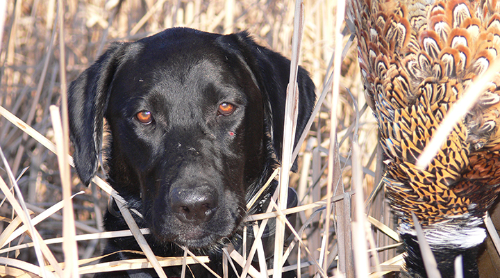 Tooth Tips for Your Bird Dog